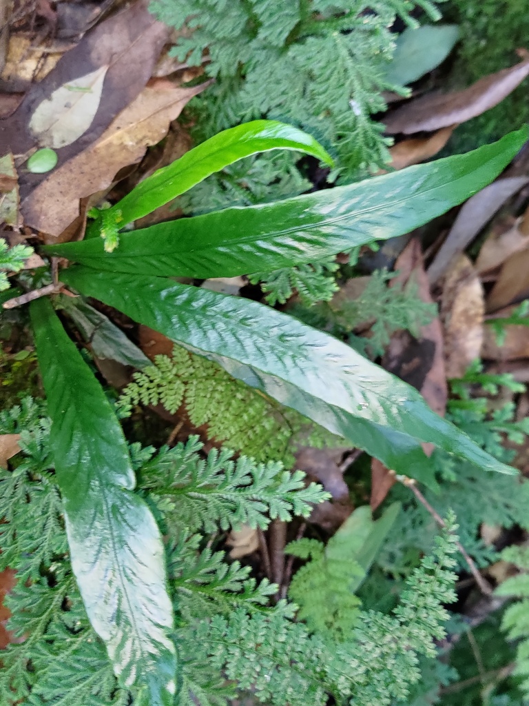 (Asplenium ensiforme) - Botanical Realm