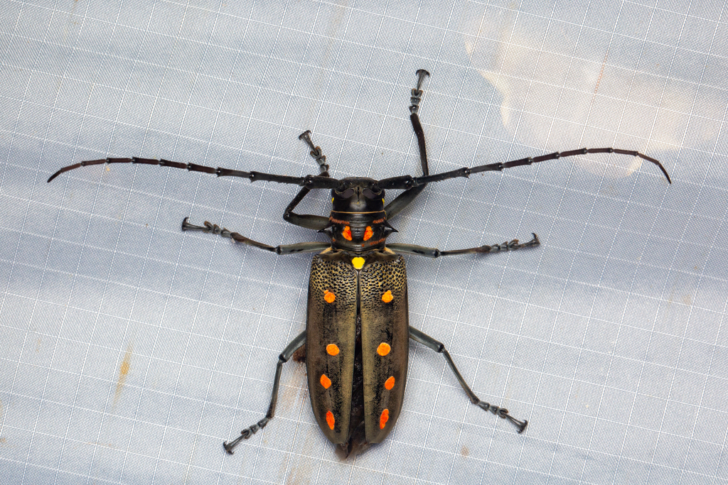 Batocera from Stephens Place, Frasers Hill (2) on July 22, 2023 at 10: ...