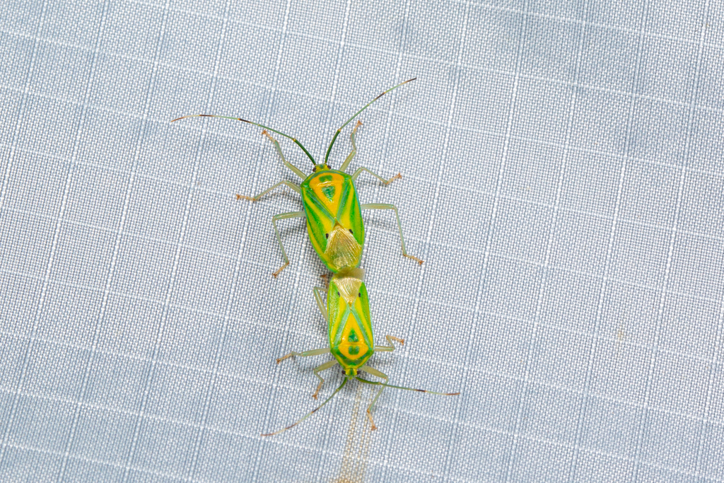 Urolabida histrionica from Stephens Place, Frasers Hill (2) on July 20 ...