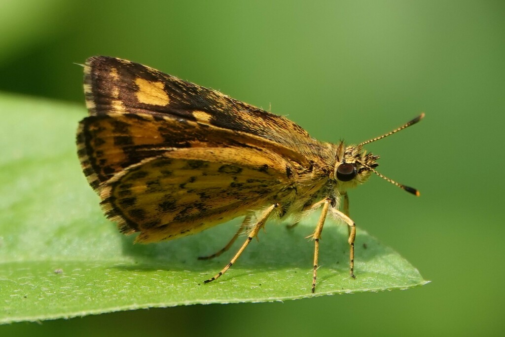 Common Bush Hopper from Bukit Panjang, Singapore on September 1, 2023 ...
