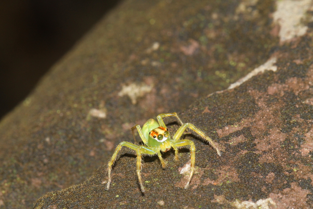 Epeus glorius from Tai Po Kau, Hong Kong on August 31, 2023 at 09:27 PM ...