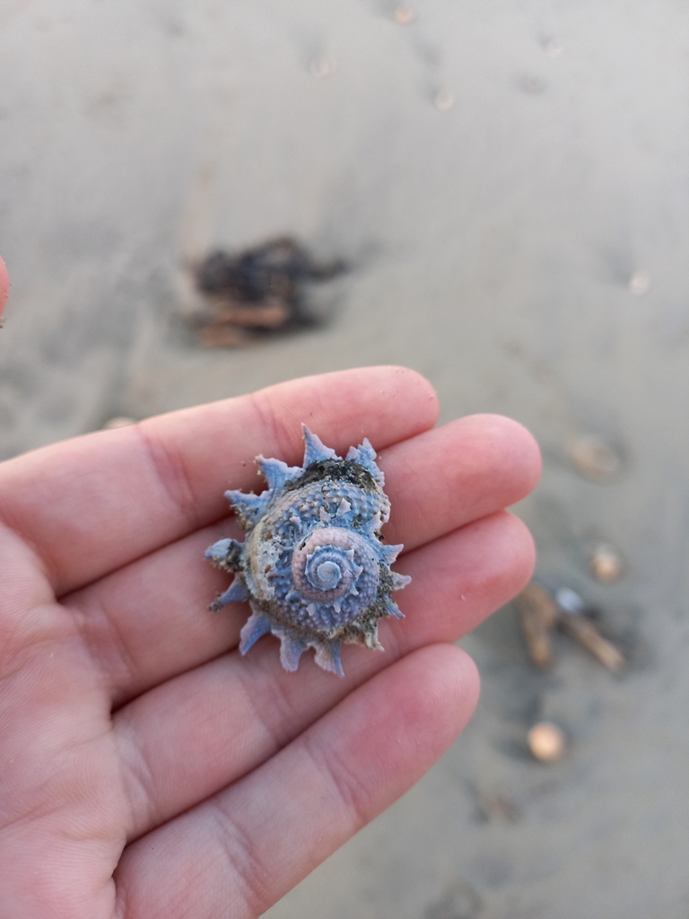 Circular Saw Shell from Wellington, New Zealand on September 1, 2023 at ...