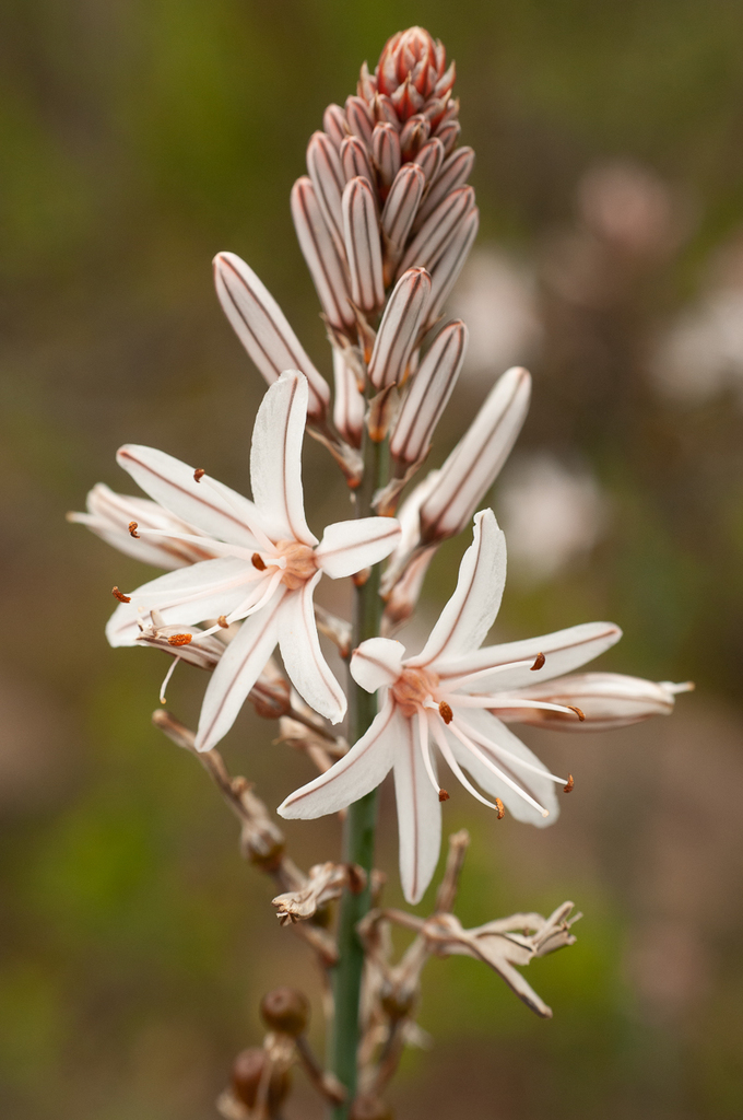 Ästiger Affodil (Tenerife Plants Liliopsida without Poales) · iNaturalist