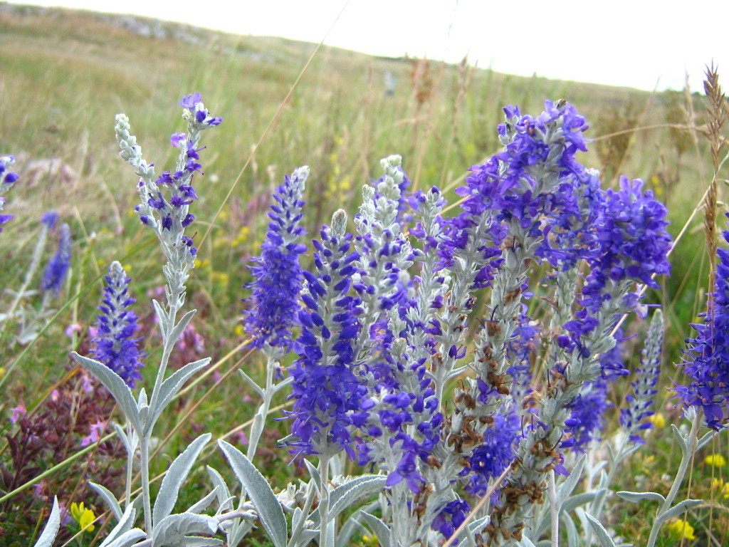 Spike Speedwell from Alushtyns'ka, UA-KR, UA on July 30, 2008 at 11:19 ...