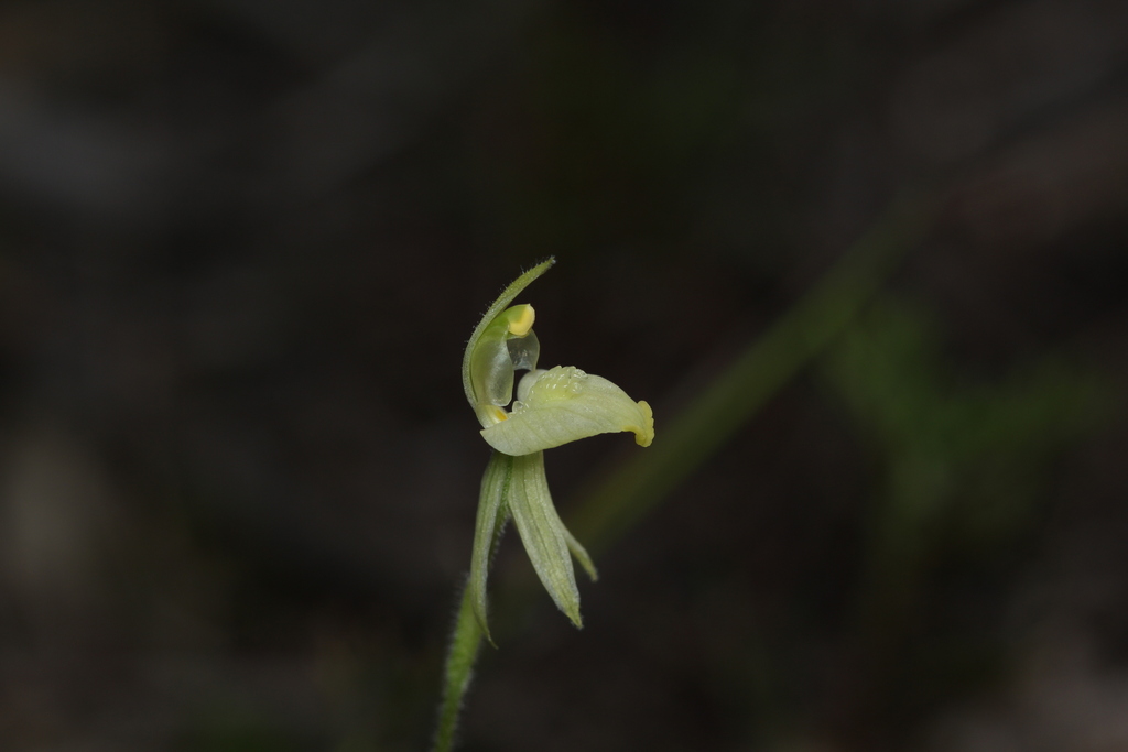Dwarf zebra orchid in August 2023 by Felix Nicholls. Lutea zebra ...