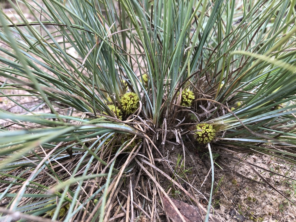Pale Mat-rush from Ngarkat SA 5302, Australia on September 1, 2023 at ...