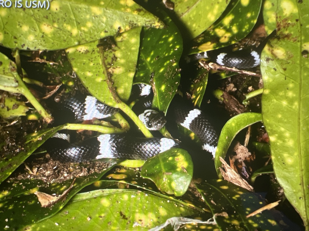 Malayan Banded Wolf Snake from Po Kau Forest Walks Brown Walk, Tai Po ...