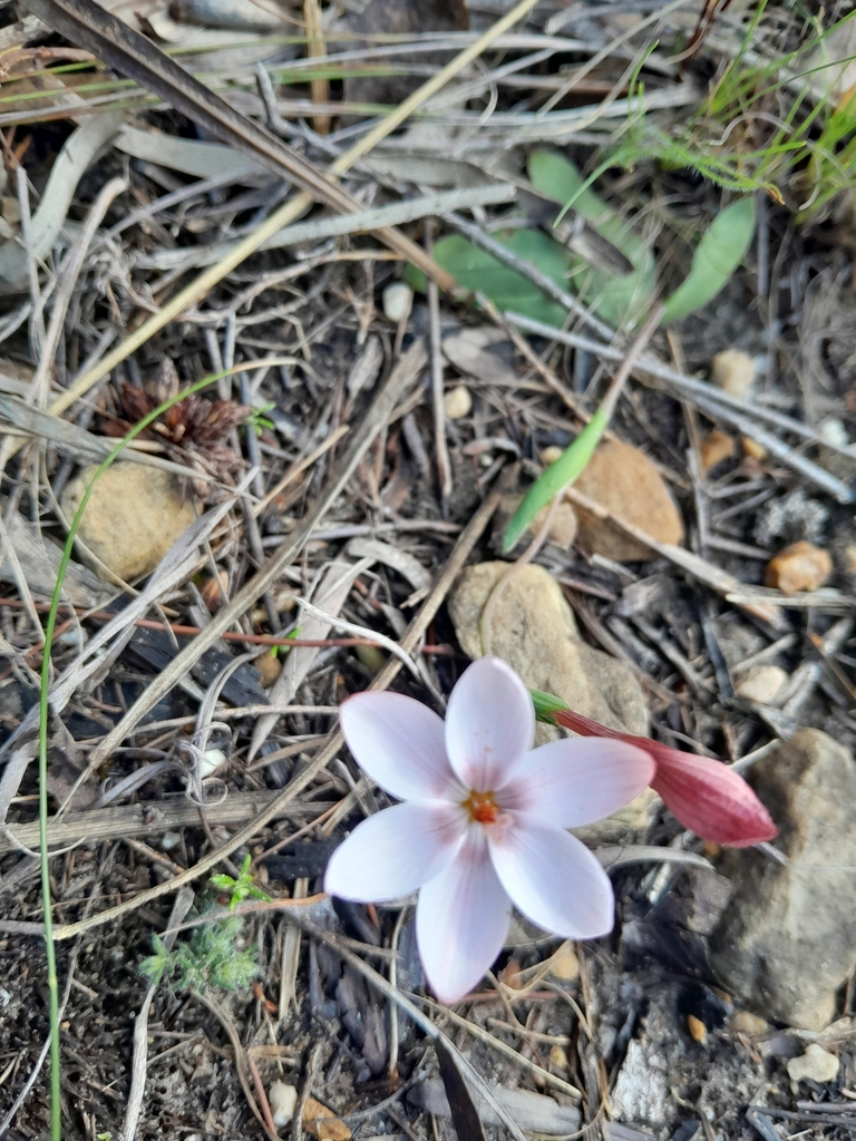 Pink Satin-flower from Hermanus, 7200, South Africa on September 1 ...