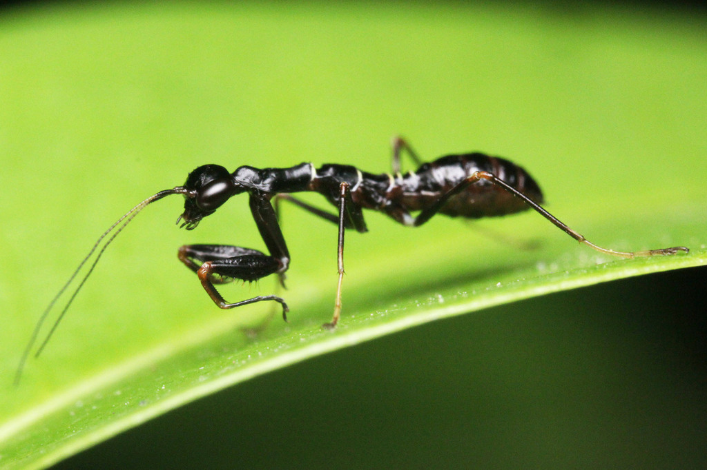 Asian Ant Mantises in September 2023 by Franz Anthony · iNaturalist