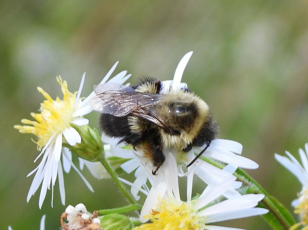 Common Eastern Bumble Bee from Wellington County, ON, Canada on August ...