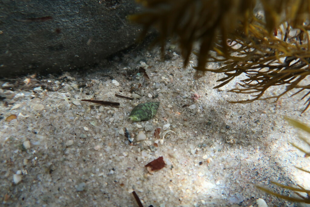 Lineated cominella from Lady Bay Road SA on September 1, 2023 at 12:24 ...