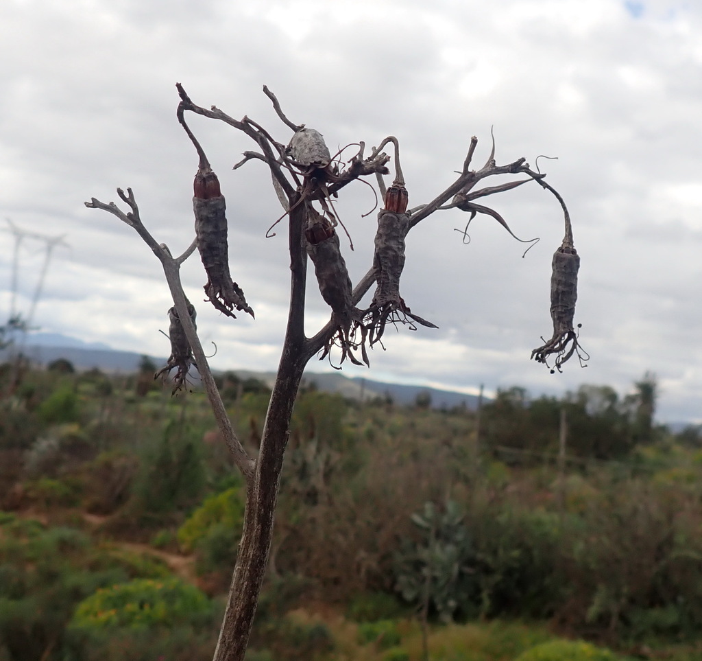 Purple Pigs Ear from Heimersrivier Rd to De Rust, Garden Route District ...