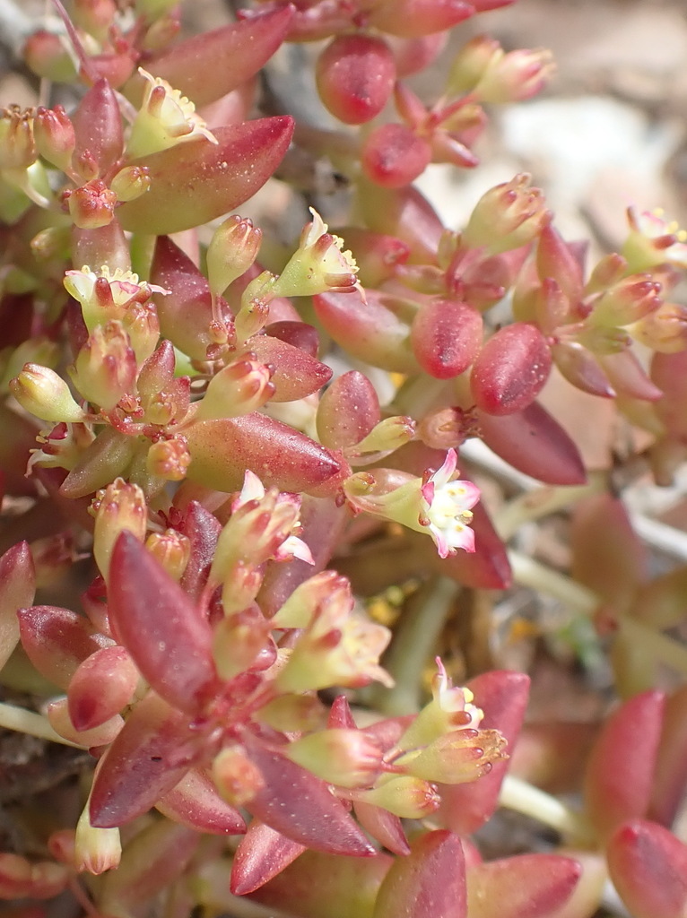 Fine Stonecrop from Heimersrivier Rd to De Rust, Garden Route District ...