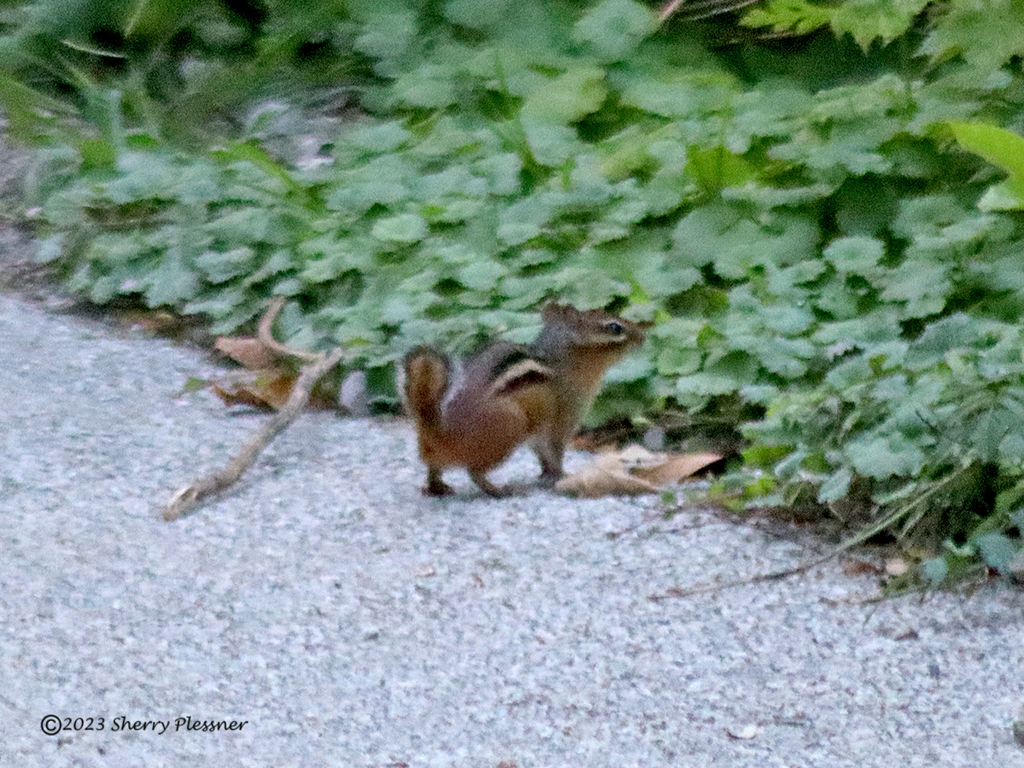Eastern Chipmunk from Toledo Botanical Garden 5403 Elmer Dr, Toledo, OH ...