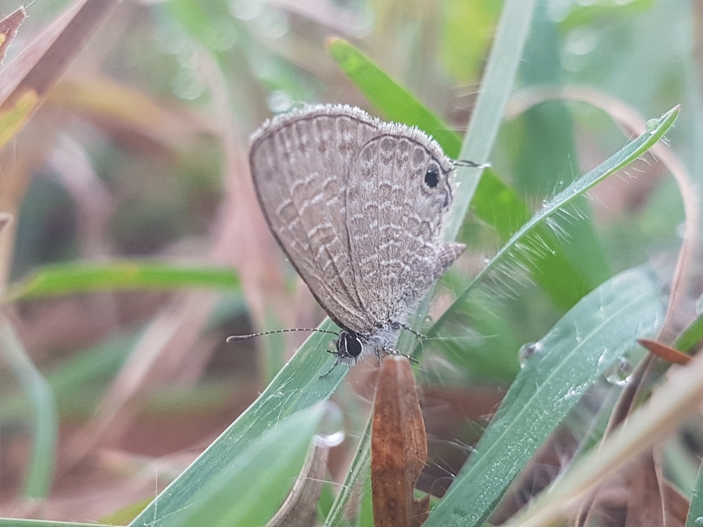 Common Line Blue from Rabindranath Tagore Nagar, Dattagalli 3rd Stage ...