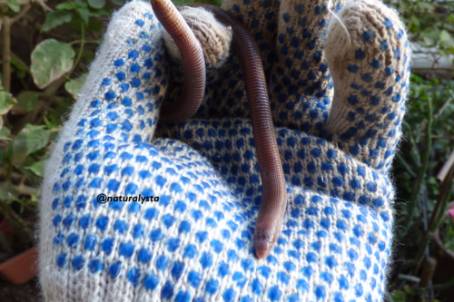 Darwin's Ringed Worm Lizard (Amphisbaena darwinii) - Snakes and Lizards