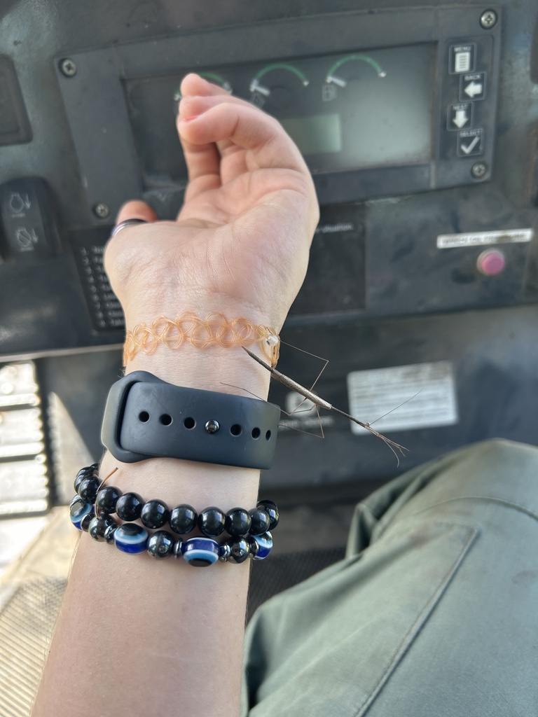 American Grass Mantis from The Suncoast Keys, Crystal River, FL, US on ...