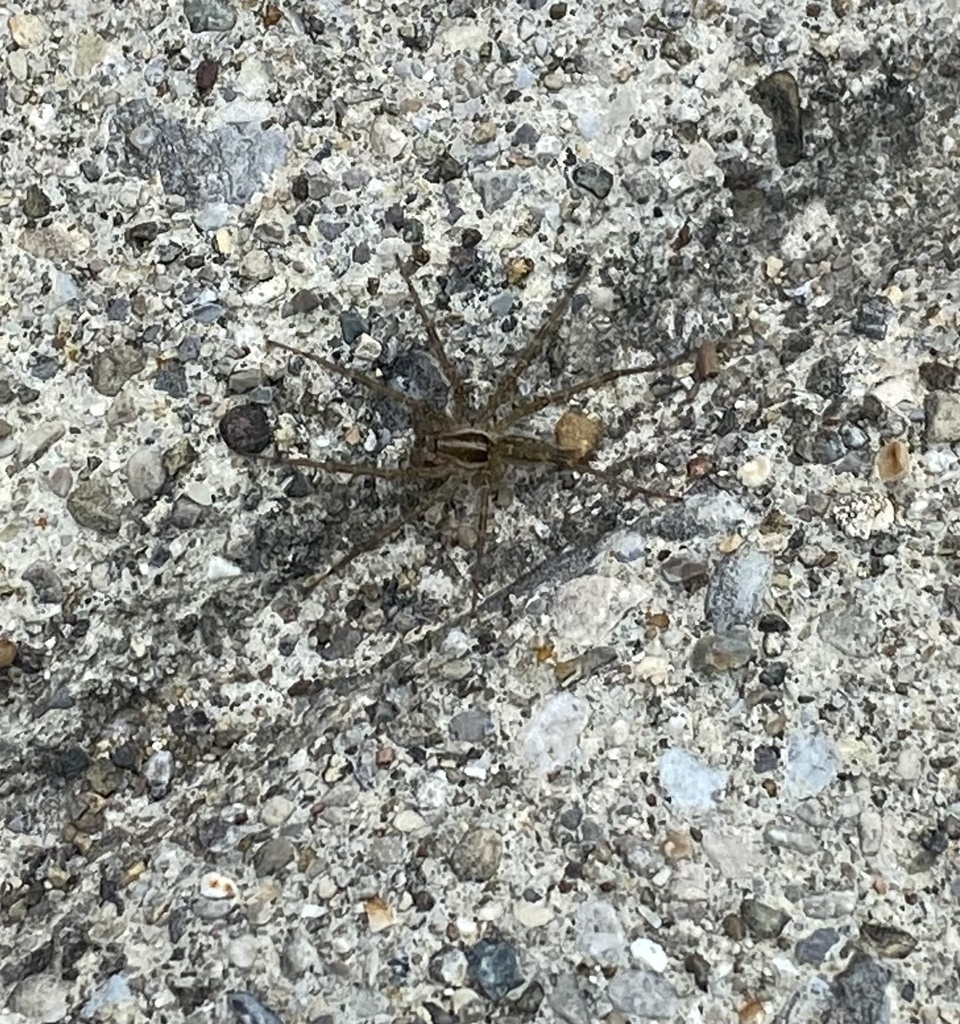 Grass Spiders from E Starr Ave, Columbus, OH, US on August 25, 2023 at ...
