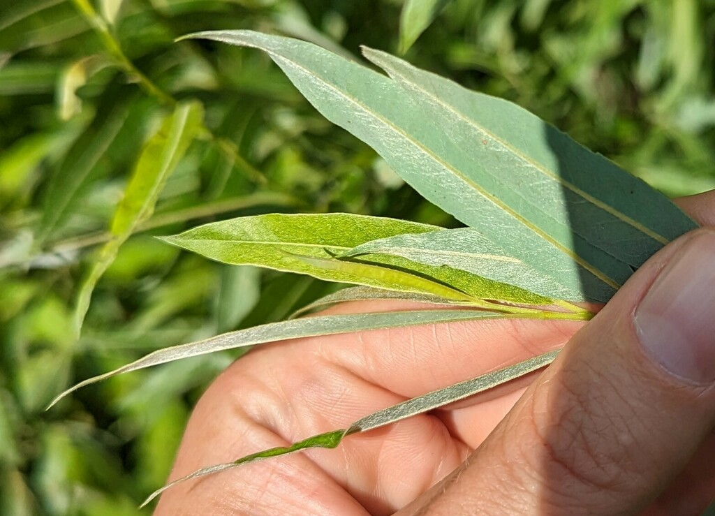 Satiny willow from Strait Shores, NB, Canada on July 12, 2023 at 04:12 ...