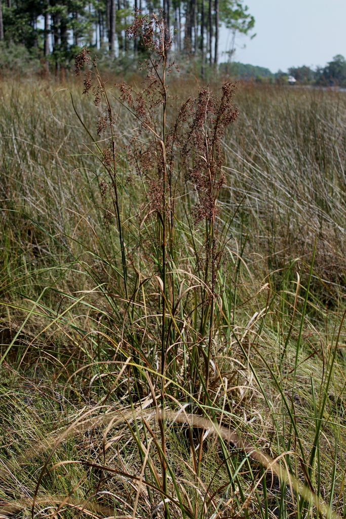 Swamp Sawgrass from Baldwin County, AL, USA on September 2, 2010 at 10: ...