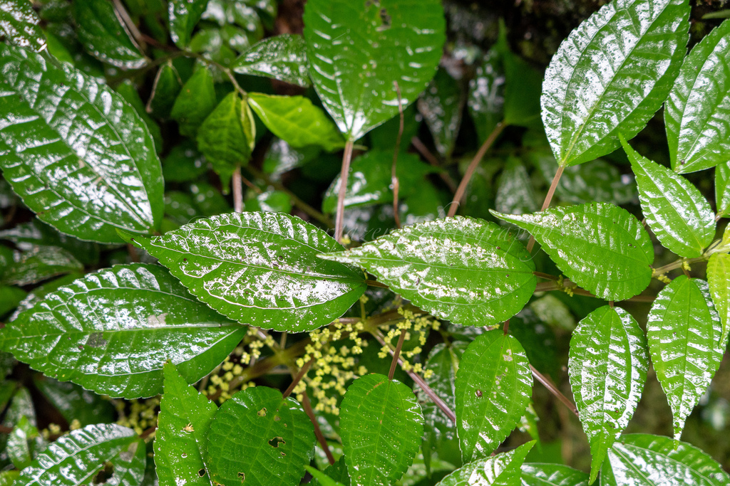 Pilea notata from 汉仙岩风景名胜区, 赣州市, 江西省, CN on August 30, 2023 at 01:43 PM ...