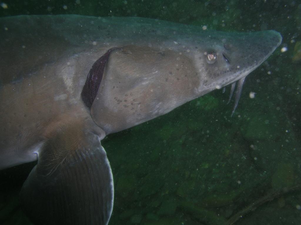 European Sea Sturgeon (Acipenser sturio) - Marine Life Identification
