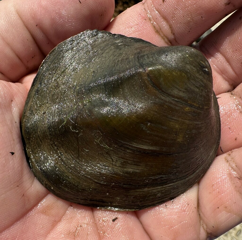Three-ridge Mussel from Tennessee River, Wilson Reservoir, Hog Island ...