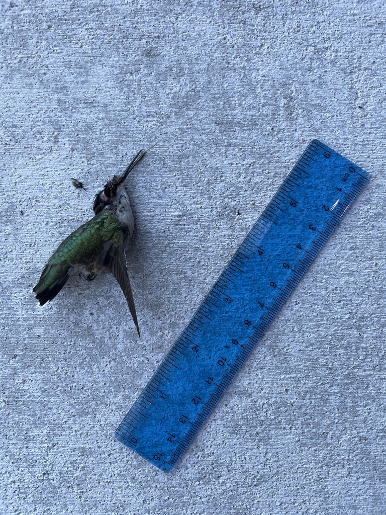 Ruby-throated Hummingbird from MRI Imaging Center, Cincinnati, OH, US ...