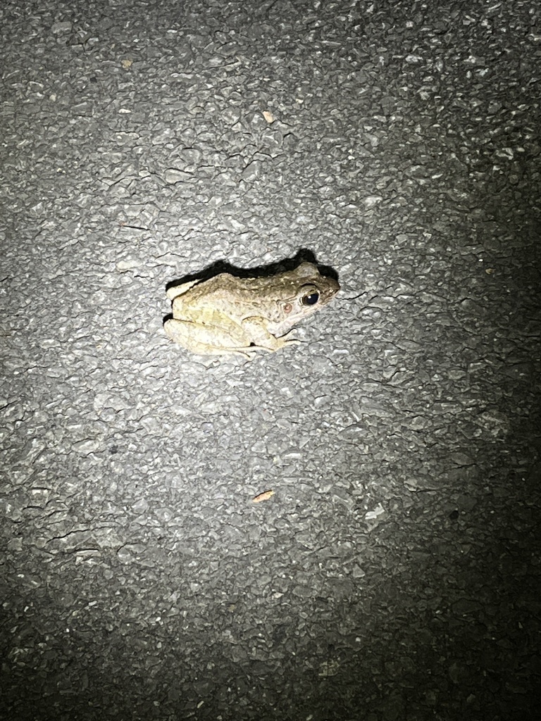 Greater Tip-nosed Frog in April 2022 by Nakatada Wachi · iNaturalist