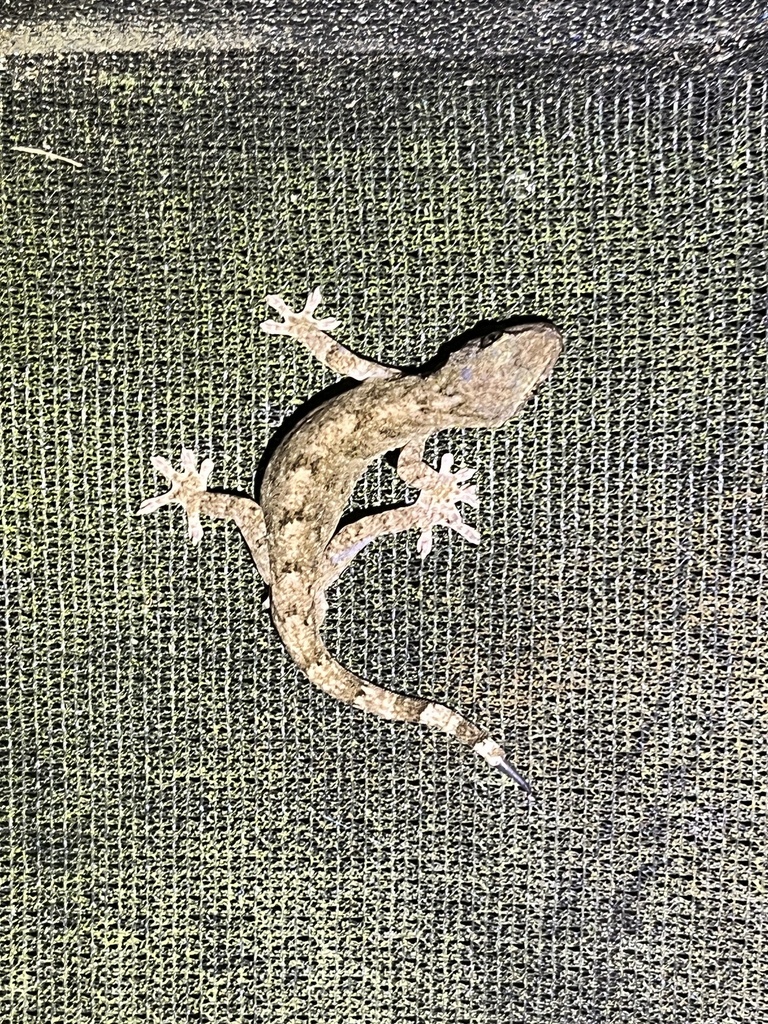 Hokou Gecko in April 2022 by Nakatada Wachi · iNaturalist