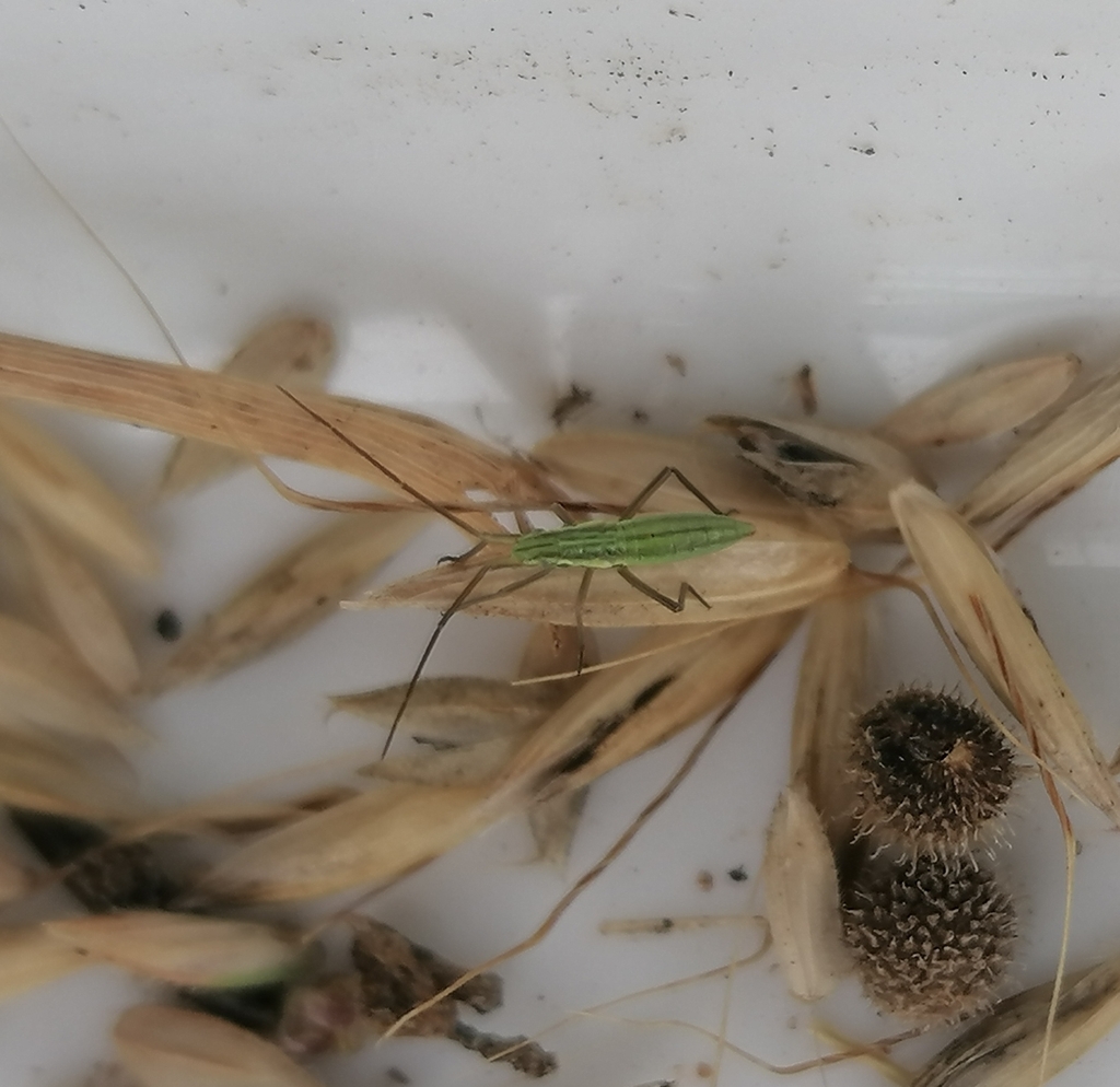 Rice Leaf Bug from Birmingham B31, UK on August 12, 2023 at 01:23 PM by ...