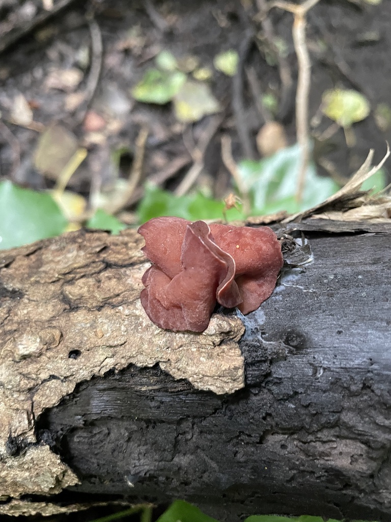Purpureodiscus isabellinus from 1910 Kampenhout, België on August 31 ...