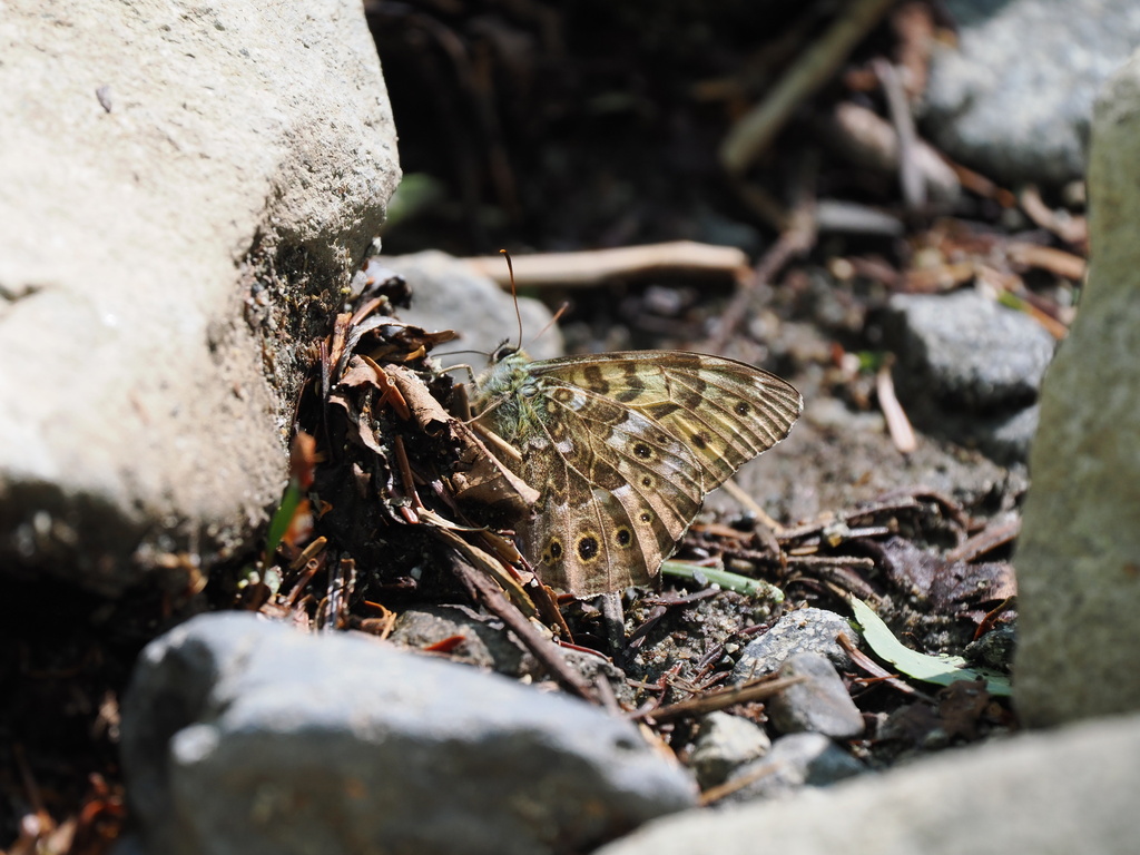 Neope niphonica from 中部山岳国立公園, 松本市, 長野県, JP on June 25, 2022 at 09:04 ...