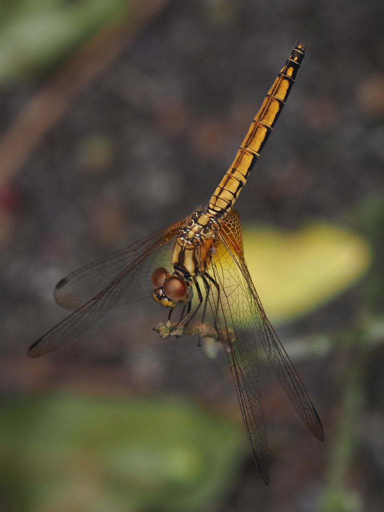 Crimson Dropwing from Old Upper Thomson Rd, Singapore on May 19, 2023 ...
