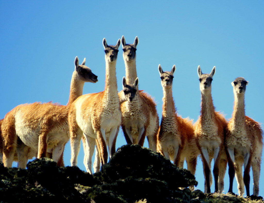 Tylopodans (Tylopoda) - Know Your Mammals
