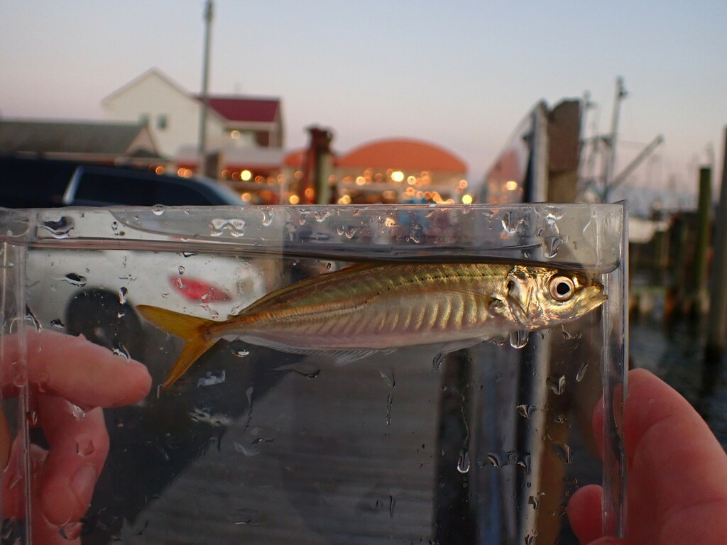 Cigar Minnow in August 2023 by AVNJ · iNaturalist