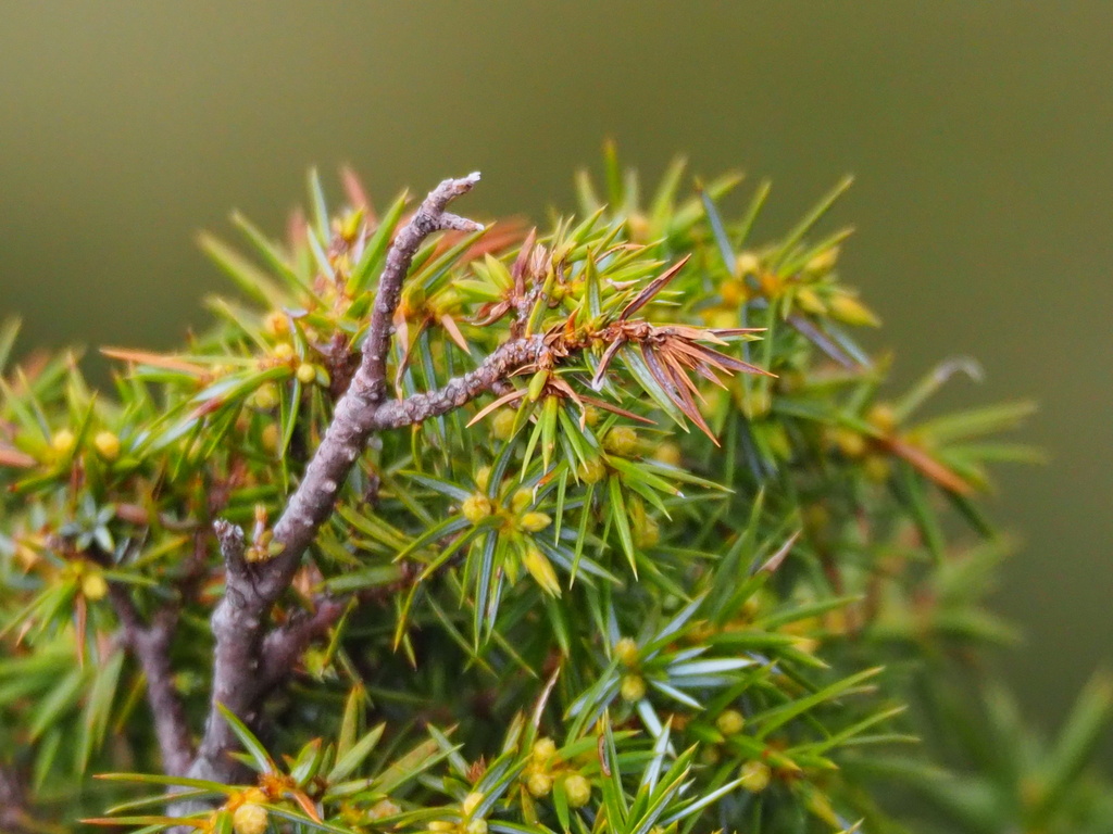 Formosan juniper (Juniperus formosana) - Botanical Realm