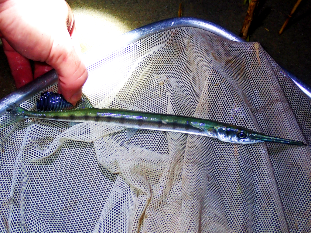 Crocodile Needlefish from Point Pleasant Beach, NJ 08742, USA on August ...