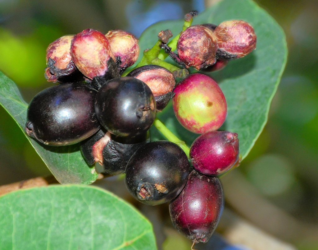 Water Berry (Syzygium cordatum) - Botanical Realm