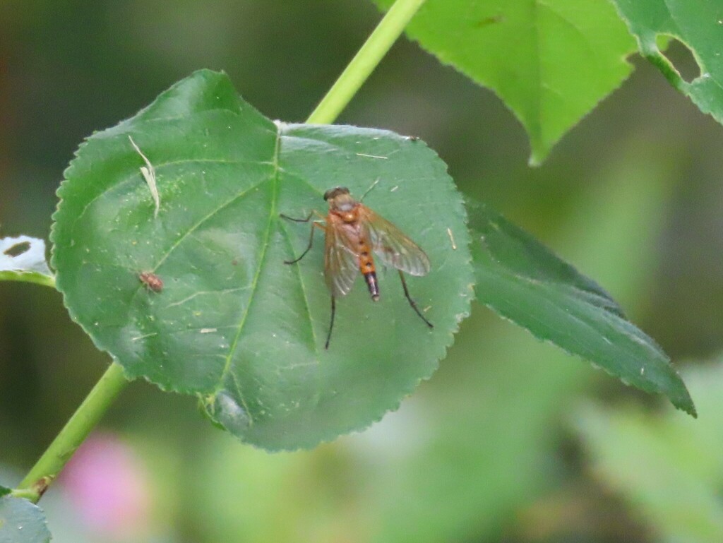 Marsh Snipe Fly from Mill Race Trail, St. Jacobs, Waterloo Regional ...