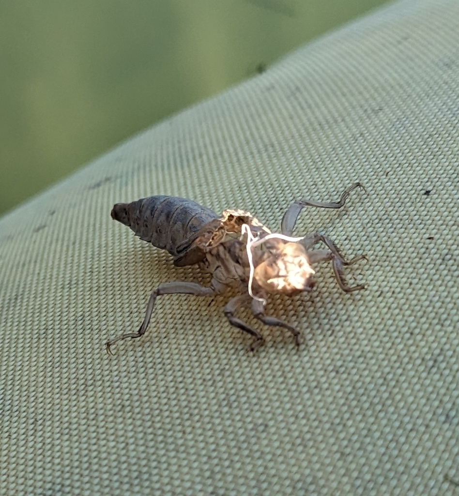 Elusive Clubtail from Harsens Island on September 1, 2023 at 10:02 AM ...