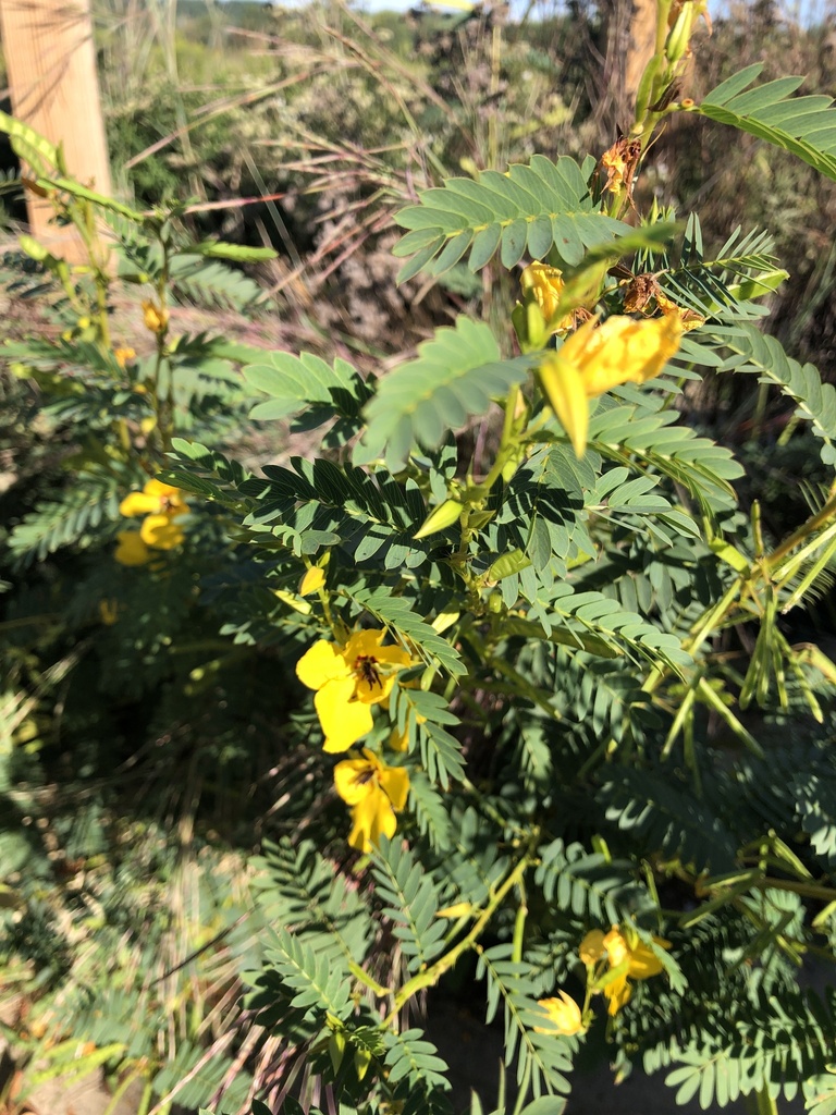 partridge pea from Nahant Marsh Education Center, Davenport, IA, US on ...
