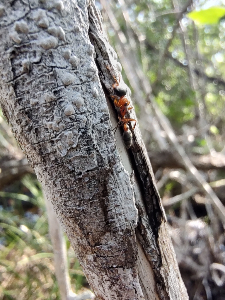 Graceful Twig Ant from Big Pine Key, FL 33043, USA on September 01 ...