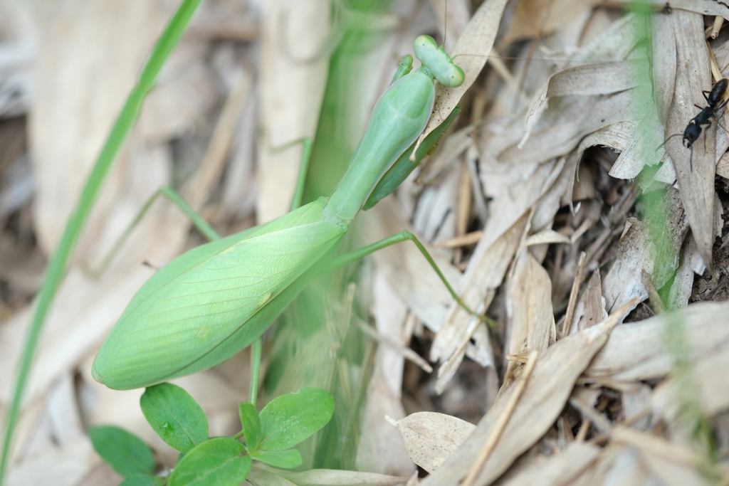 Hierodula chinensis from Zhejiang, CN on August 27, 2023 at 03:16 PM by ...