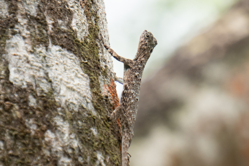 Sumatran Flying Dragon from Central Water Catchment, Singapore on ...