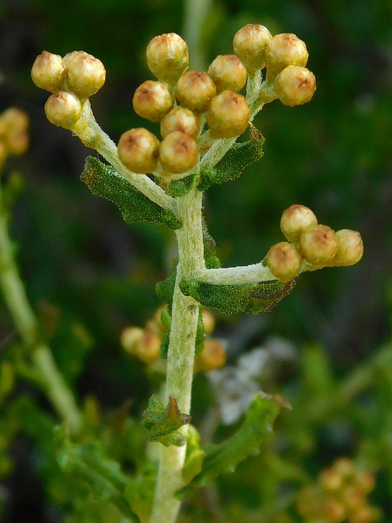 Grey Everlasting from Lokenburg Farm Nieuwoudtville, 8180, South Africa ...