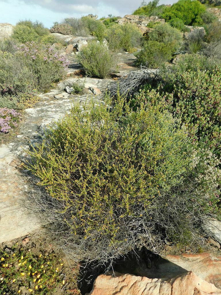 Grey Everlasting from Lokenburg Farm Nieuwoudtville, 8180, South Africa ...