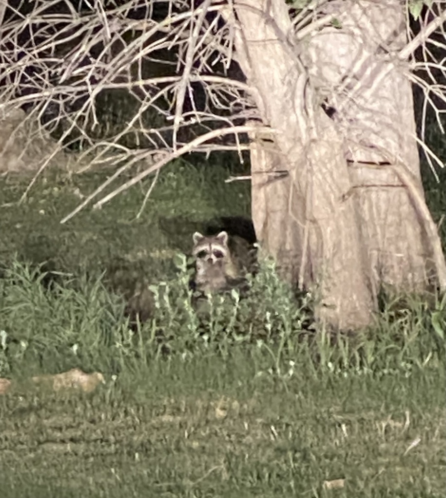 Common Raccoon from McCook, NE, US on August 30, 2023 at 09:20 PM by ...