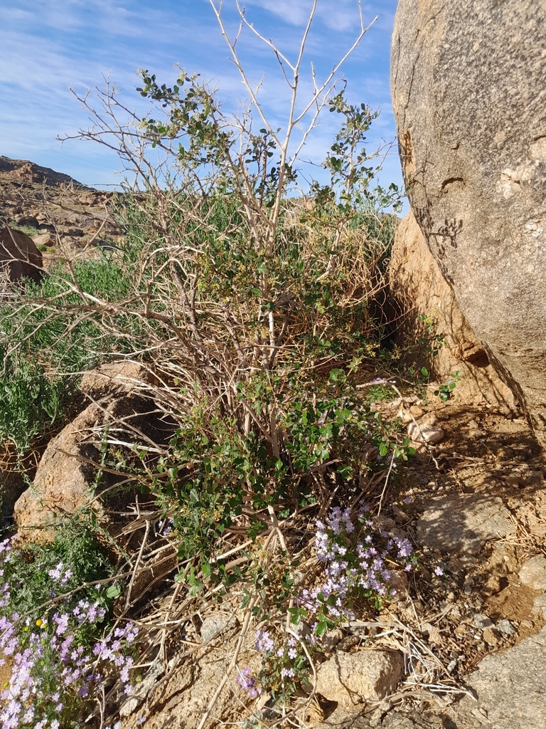 Gariep Currantrhus from Luderitz, NA-KA, NA on September 1, 2023 at 08: ...