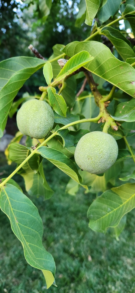 Maleae from South Ogden, UT 84403, USA on August 5, 2023 at 08:09 PM by ...